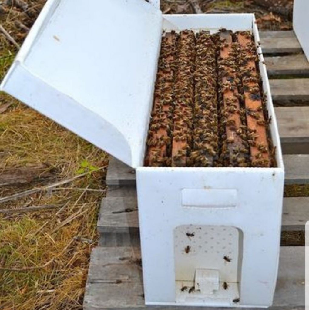 Bismarck Bees - Arkansas Grown