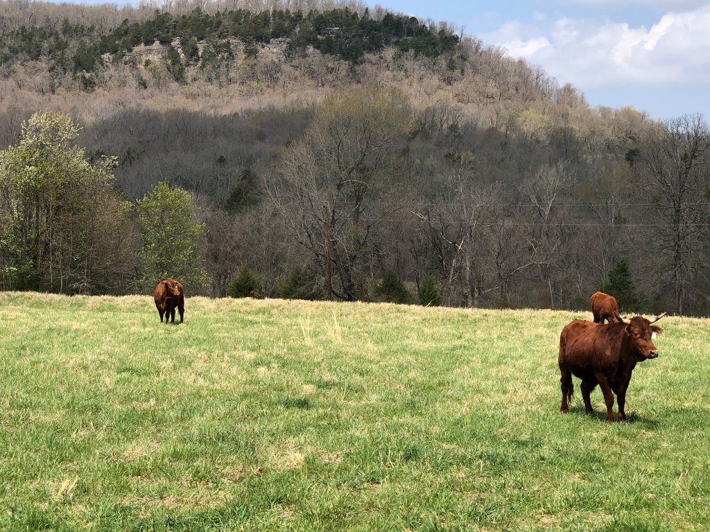 Massey Ranch L.L.C. - Arkansas Grown