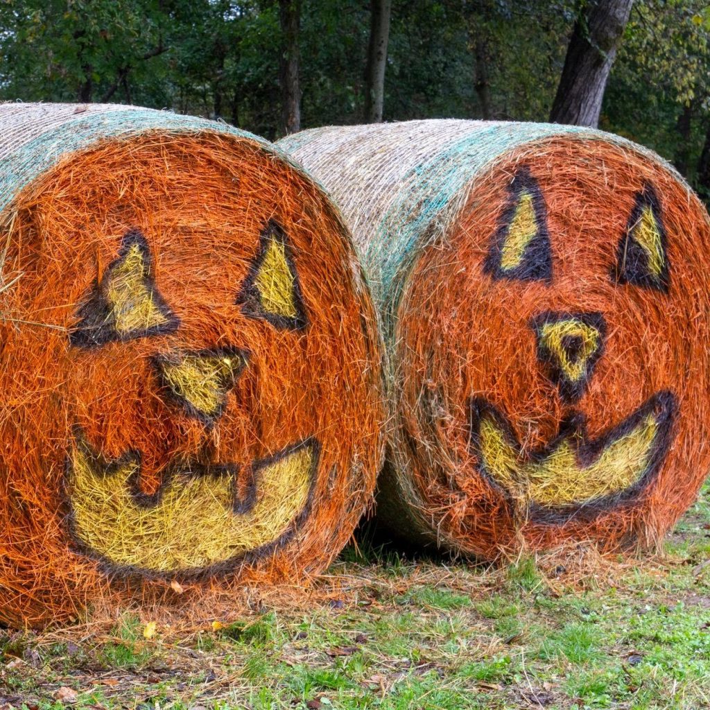 Mootown Corn Maze & Produce - Arkansas Grown