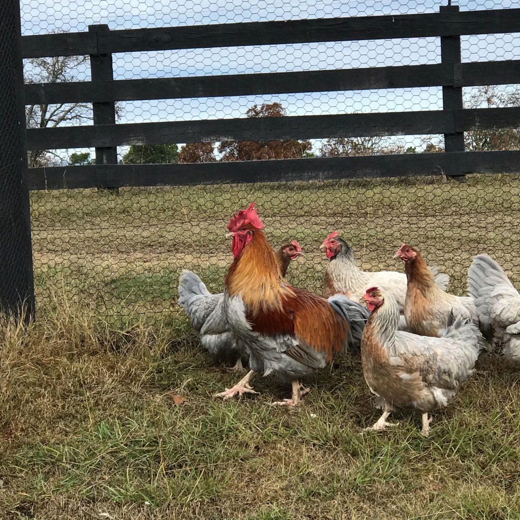 Moss Mountain Farm - Arkansas Grown