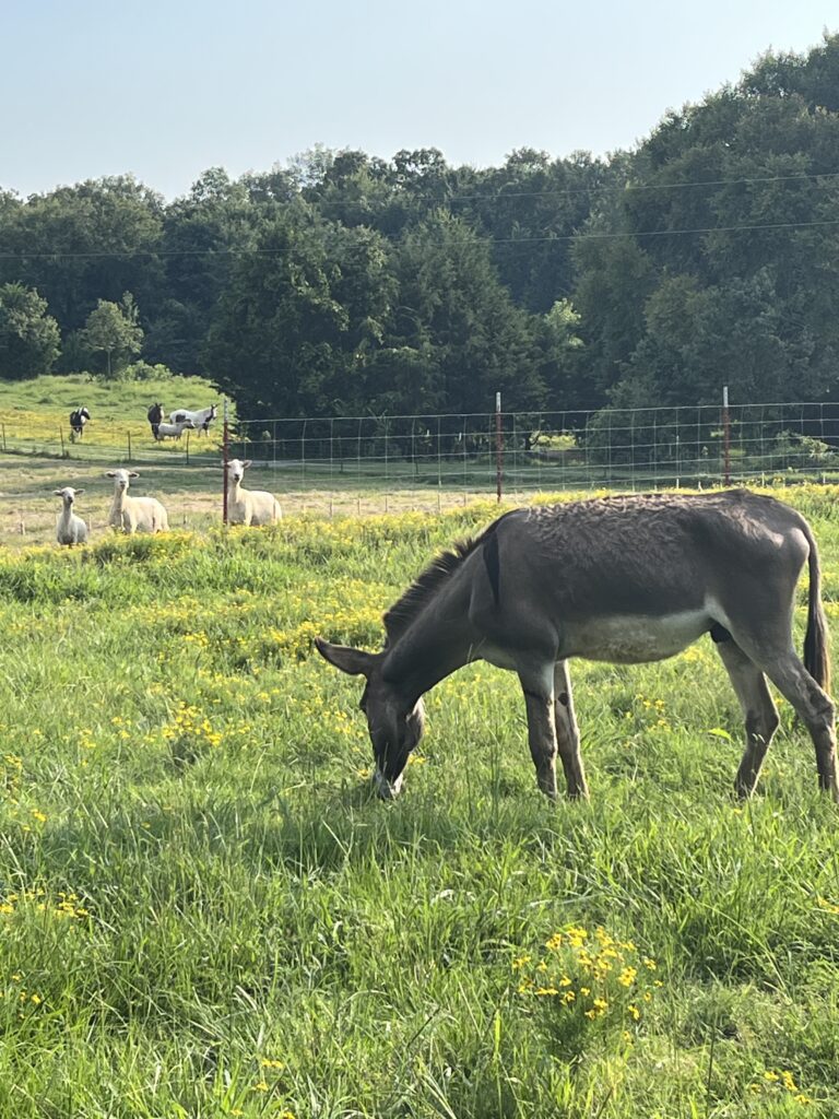 Hidden Farm - Arkansas Grown